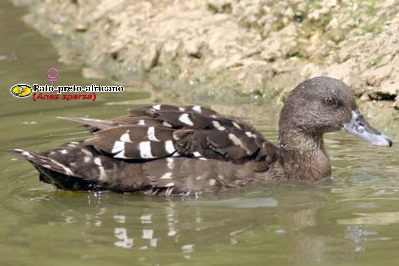 ORNITOLOGIA: Pato-preto-africano (Anas sparsa)
